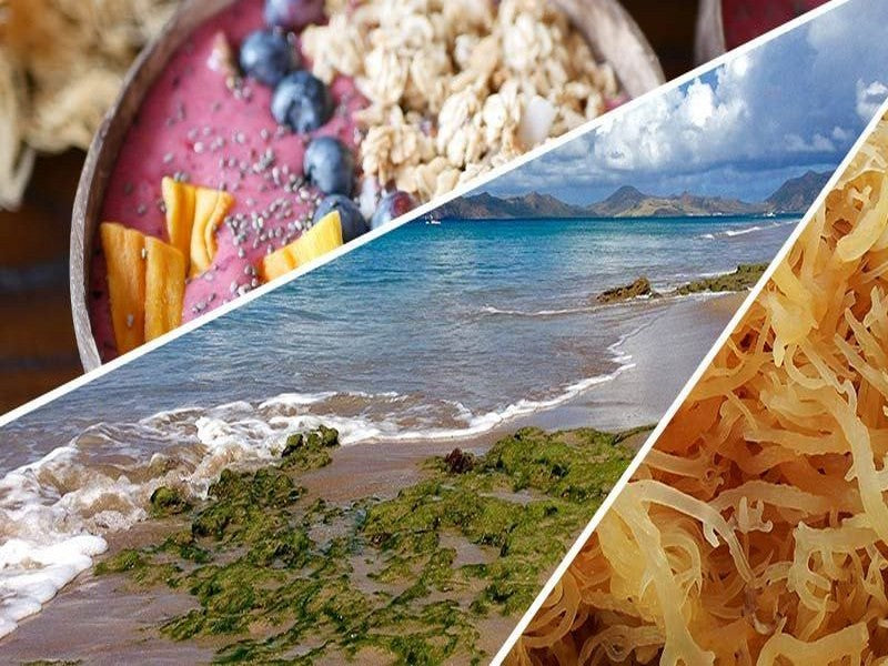 Sea Moss Contains More Tha 90% of Nutrients Our Bodies Need. – Full ...